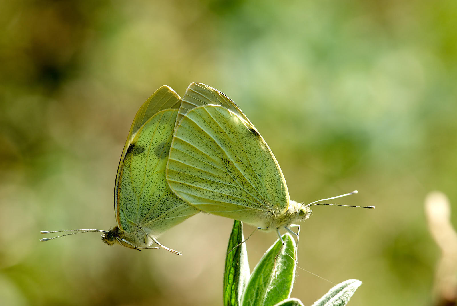 Home Black & White Movies About